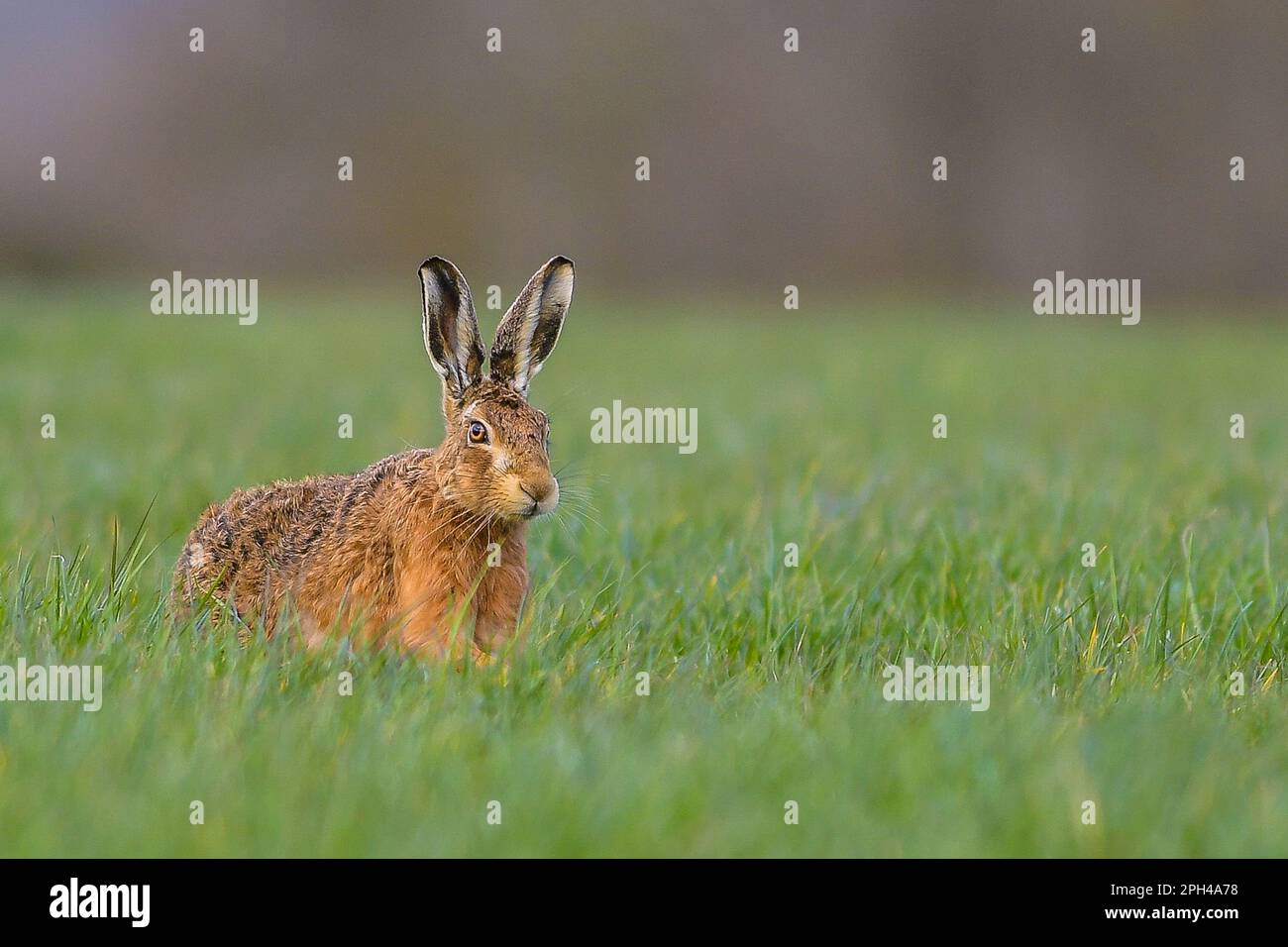 March hare hi-res stock photography and images - Alamy