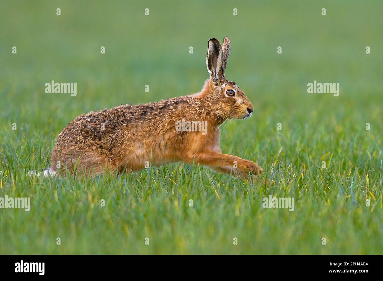 Adult hare hi-res stock photography and images - Alamy
