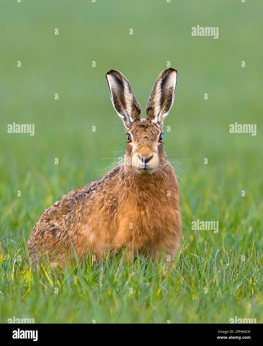 March hare hi-res stock photography and images - Alamy