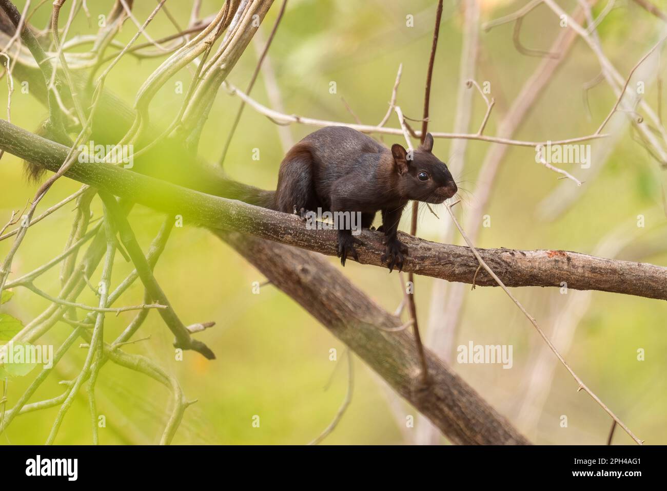 Variegated Squirrel - Sciurus variegatoides, beautiful squirrel from ...