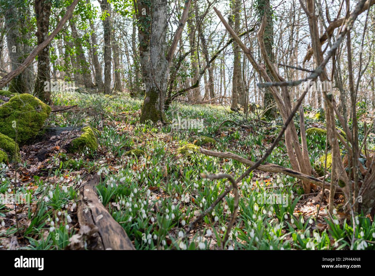 White snowdrops in the early spring in the forest. Beautiful footage of ...