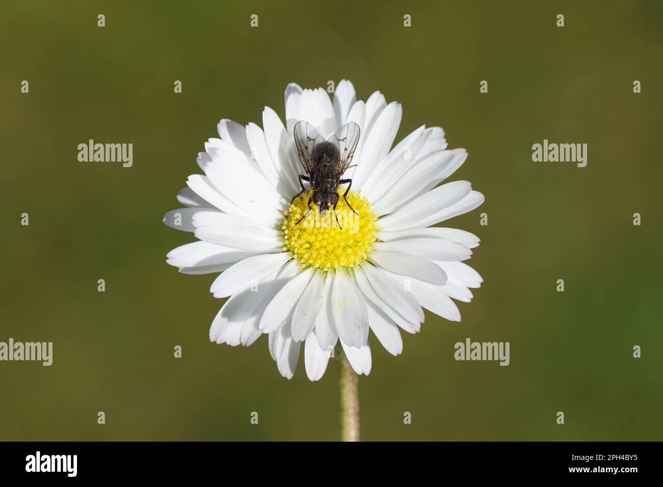 Closeup of the fly Helina evecta, family House flies, Muscidae. On a ...