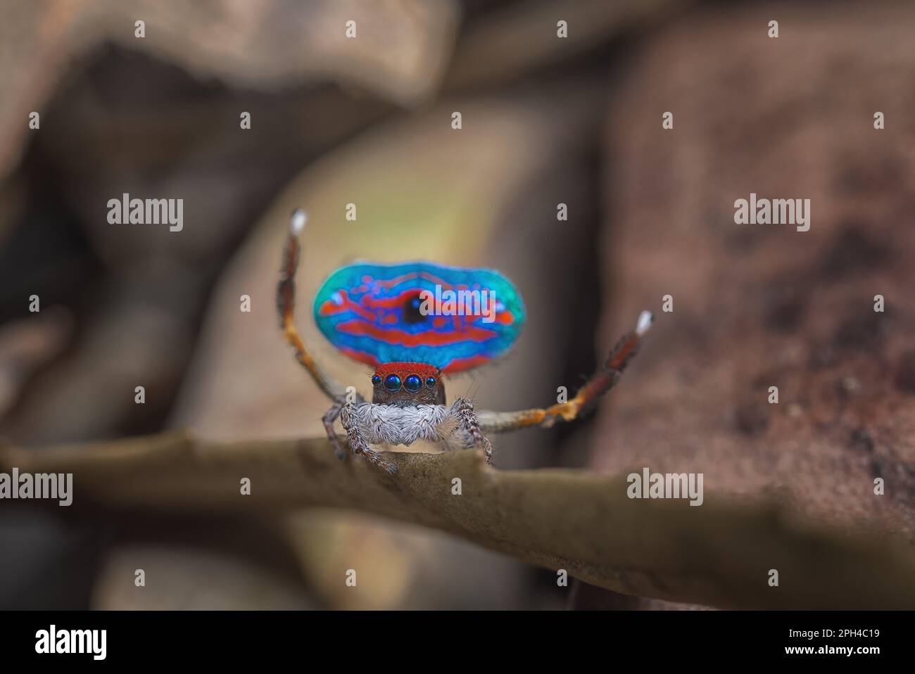 Male Peacock spider, Maratus gemmifer in full display Stock Photo - Alamy