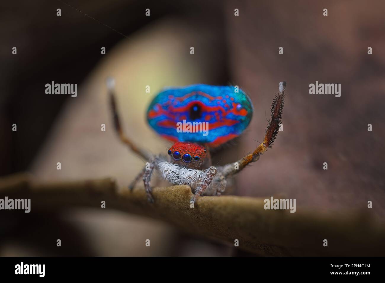 Maratus gemmifer hi-res stock photography and images - Alamy