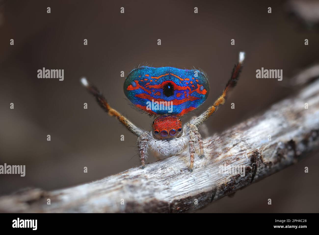 Male Peacock spider, Maratus gemmifer in full display Stock Photo - Alamy