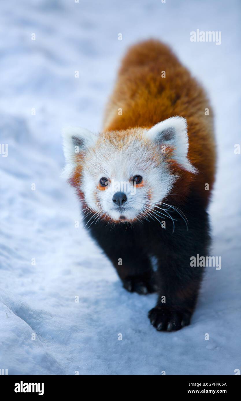 Photographer panda hi-res stock photography and images - Alamy