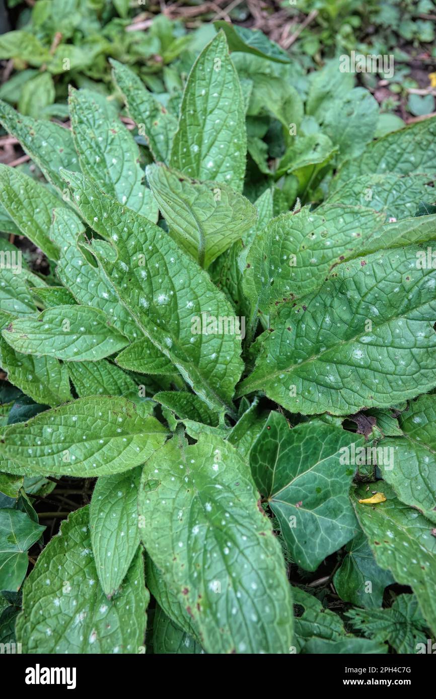 Natural closeup on the grey-spotted foliage of an emerging Green ...