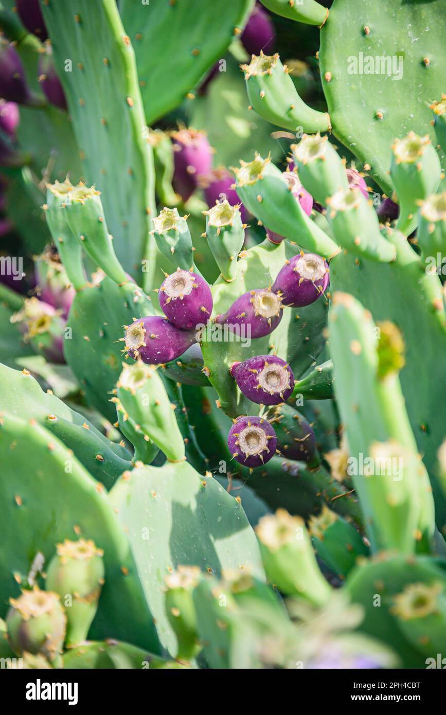 Prickly pear cactus or Indian fig opuntia with purple red fruits Stock ...