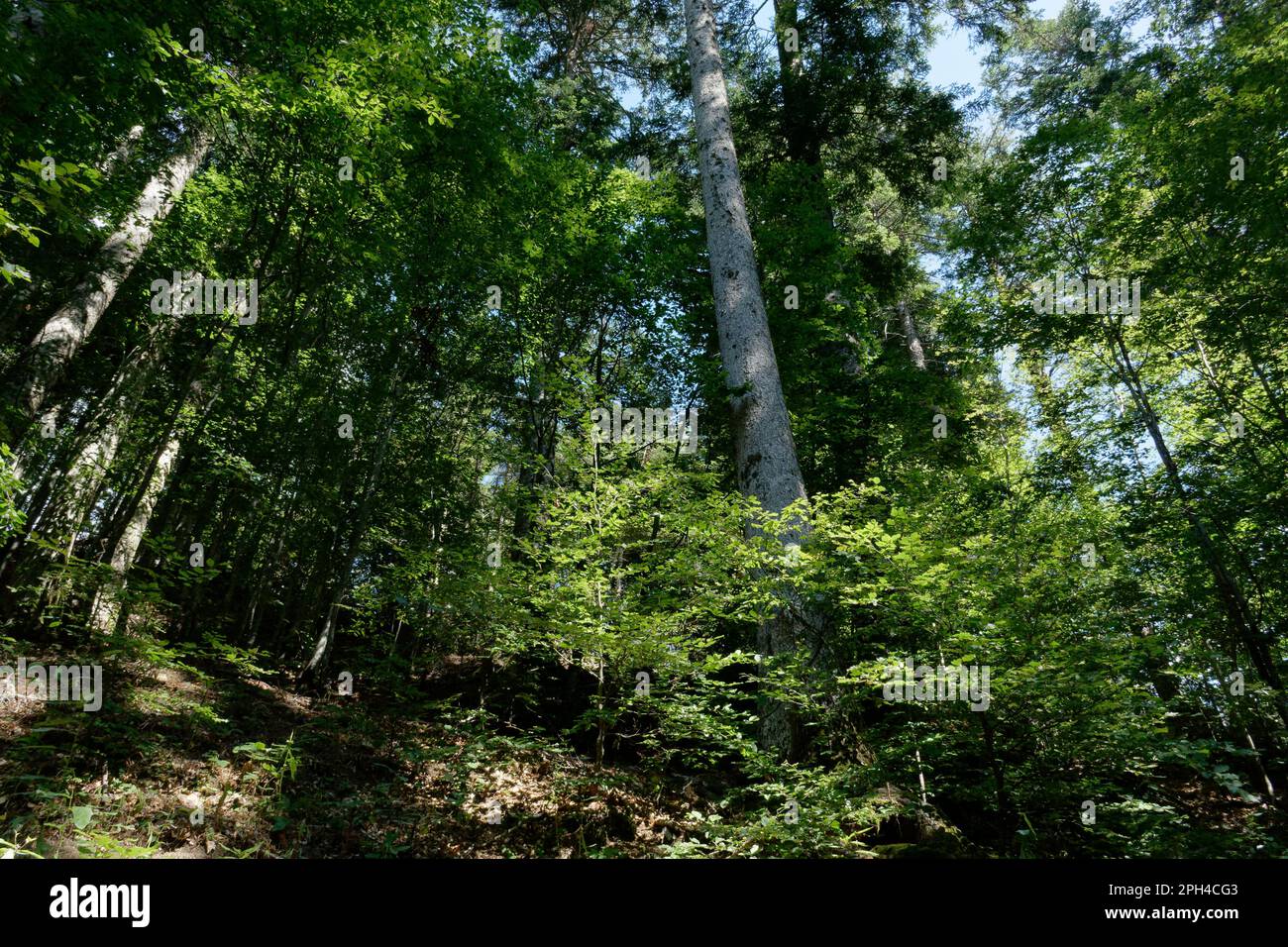 Beech forest landscape in Abetone mountains in summer . Tuscany, Italy ...