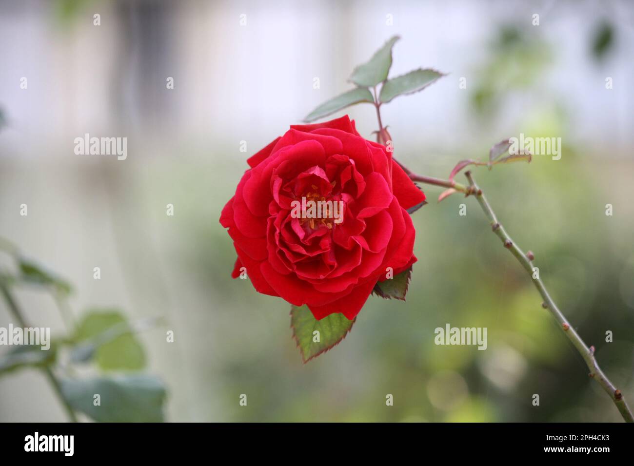 Red rose (genus Rosa) in bloom in a garden : (pix Sanjiv Shukla Stock ...