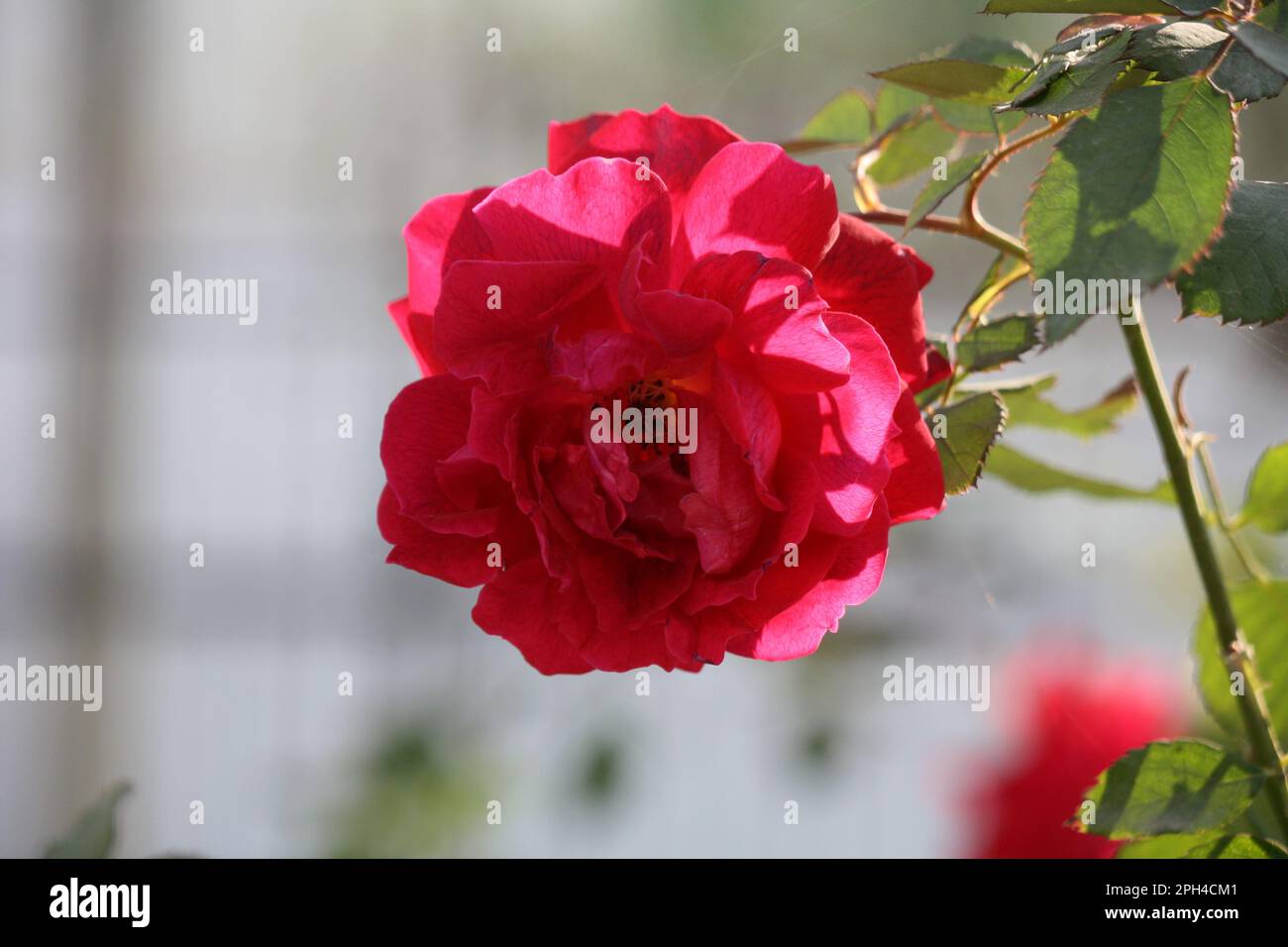 Rose woody perennial genus rosa hi-res stock photography and images - Alamy