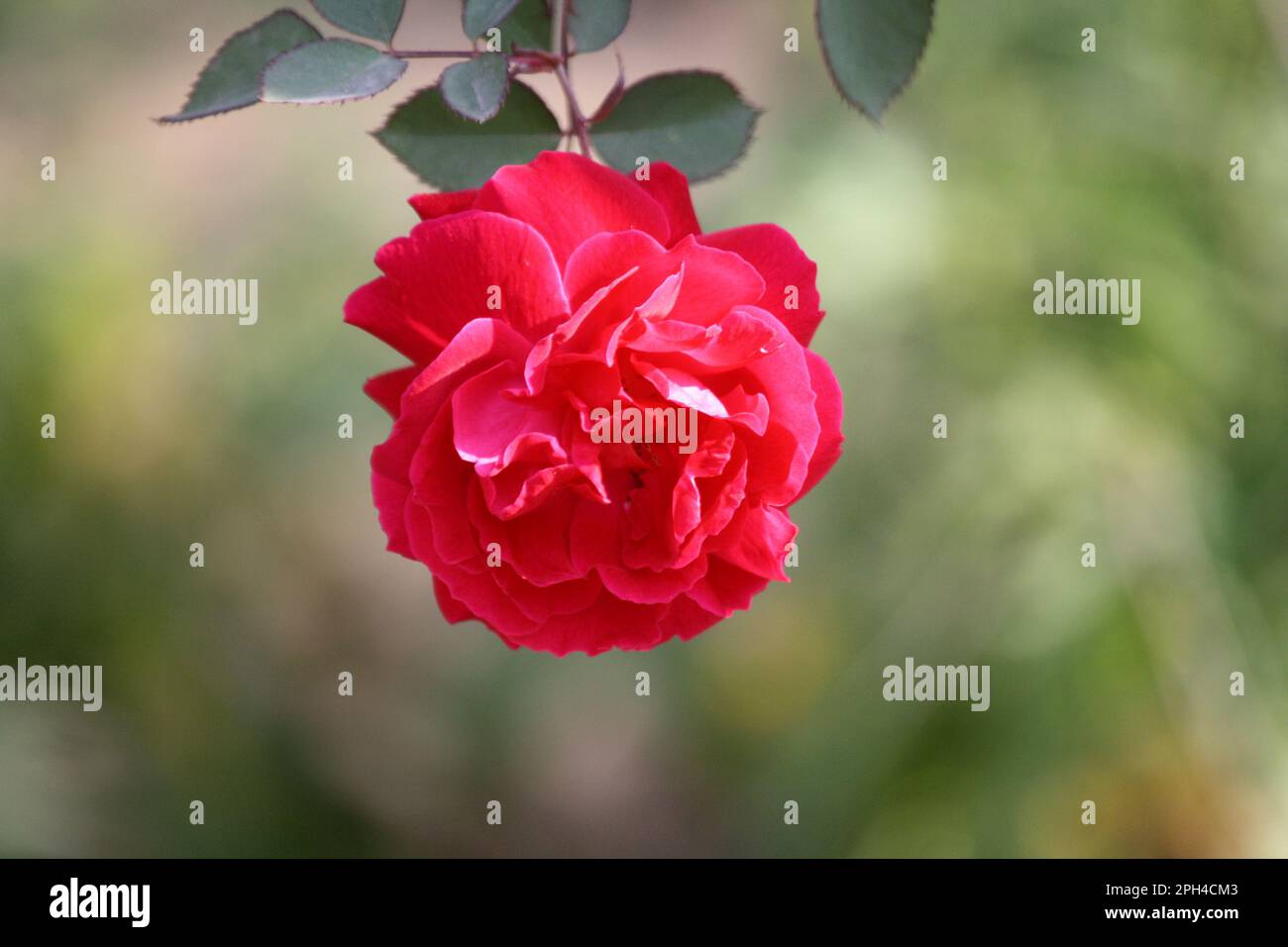 Red rose (genus Rosa) in bloom in a garden : (pix Sanjiv Shukla Stock ...