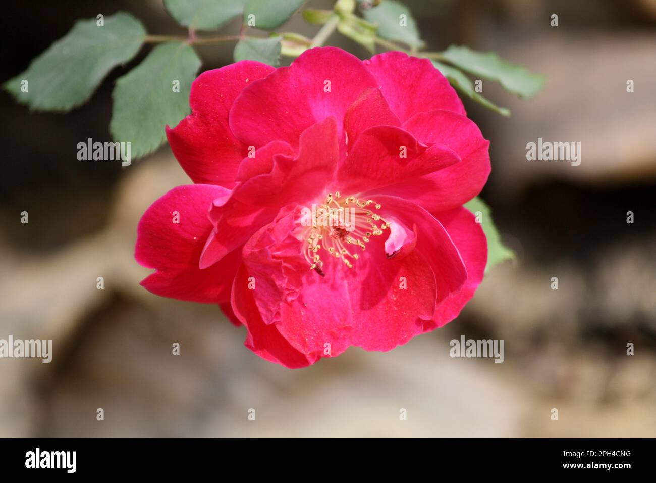 Red rose (genus Rosa) in bloom in a garden : (pix Sanjiv Shukla Stock ...
