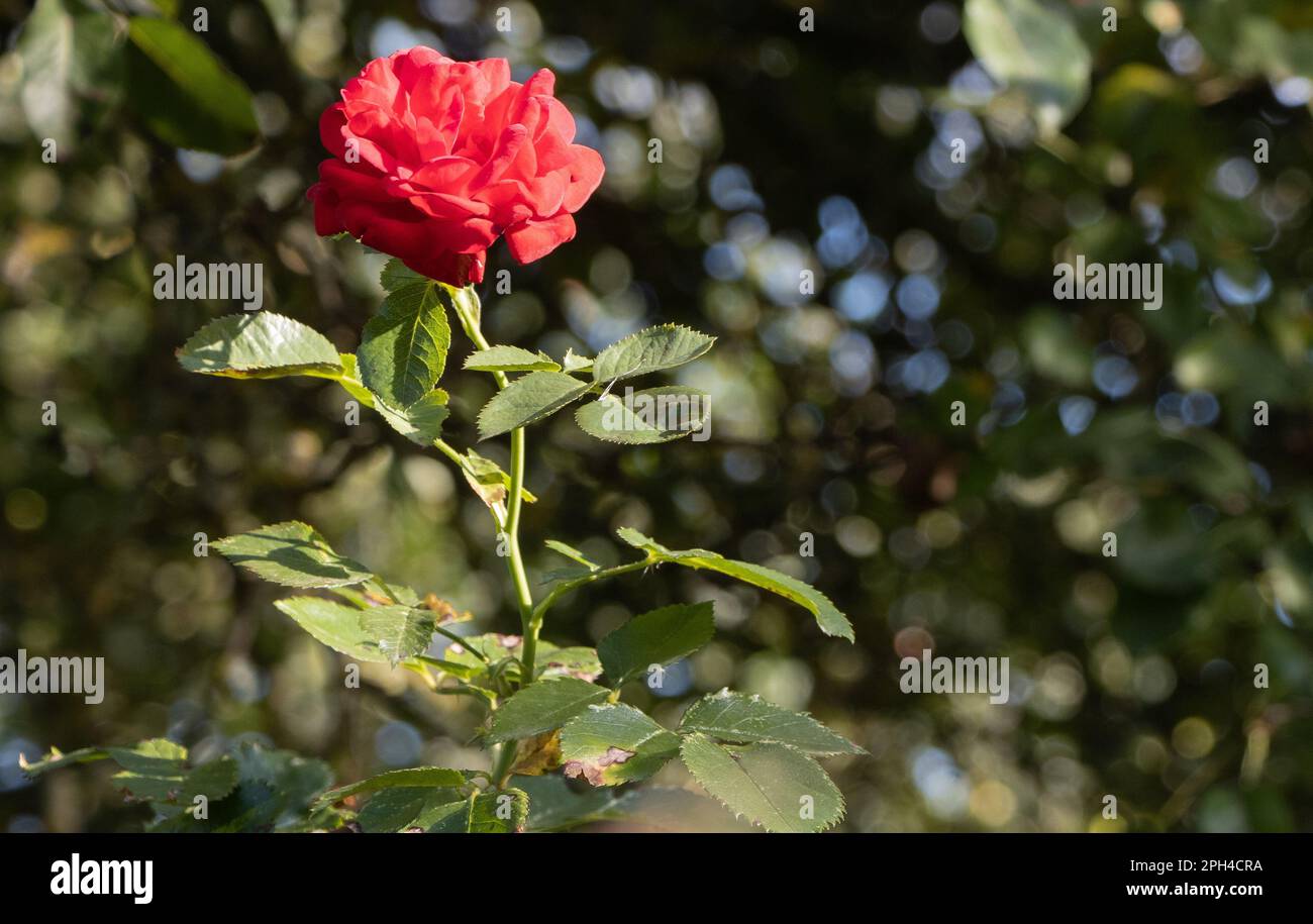 Big red rose hi-res stock photography and images - Alamy