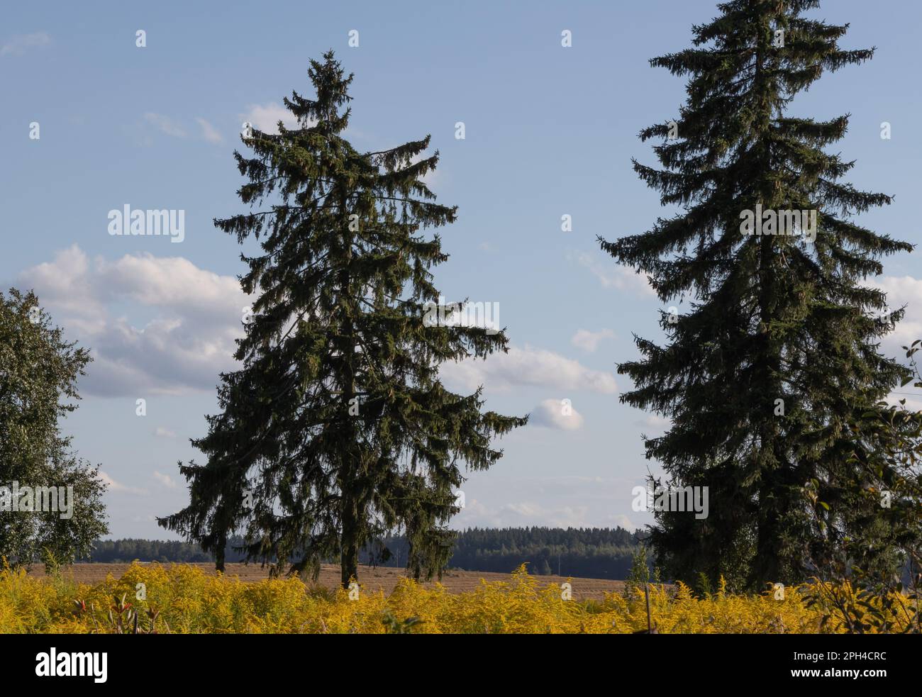 Field of christmas trees hi-res stock photography and images - Alamy
