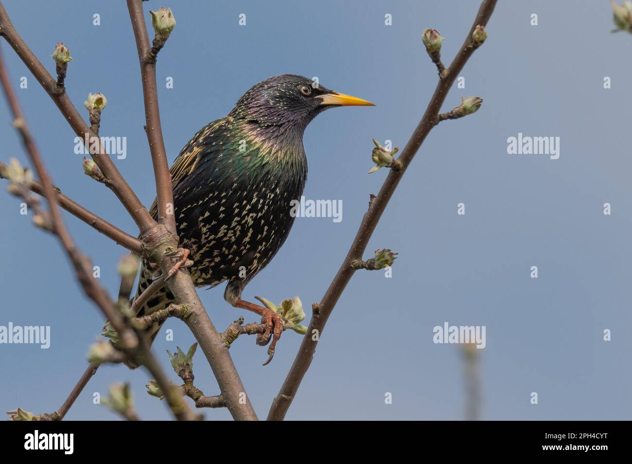 a starling sits on an apple tree branch in a spring garden, inspects ...