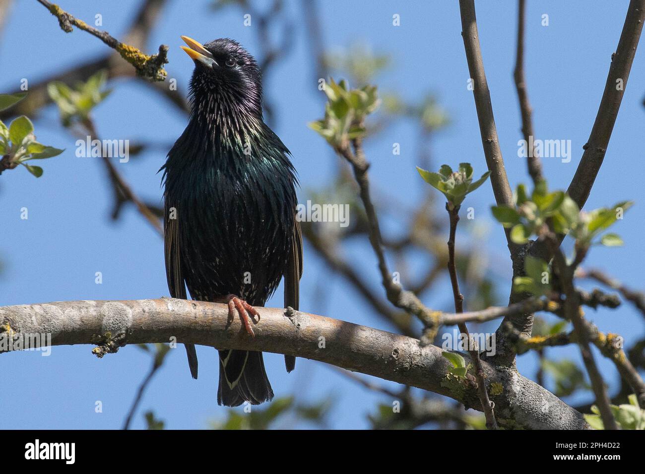 the starling sits on a branch of an apple tree and looks around Stock ...