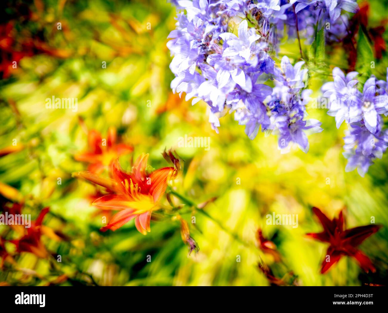 Flowers, Impressionistic, Walled Tropical Garden, Penryn Campus ...