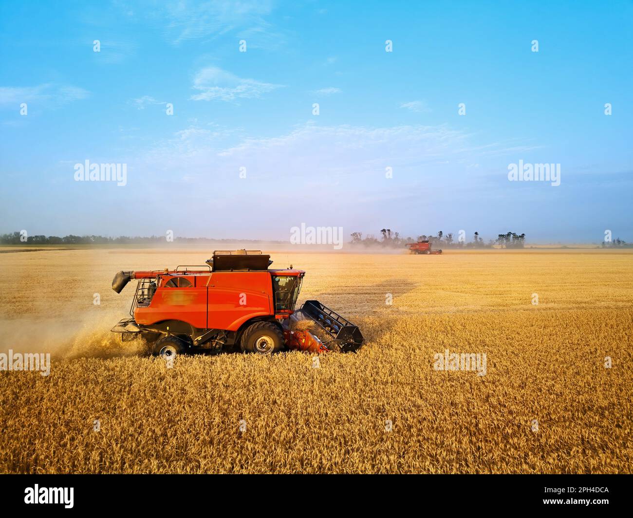 Aerial drone photo of red harvester working in wheat field on sunset ...