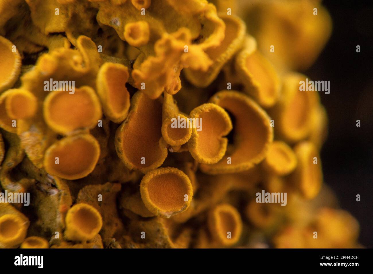 yellow lichen, a composite organism of algae or bacteria and fungi, in ...
