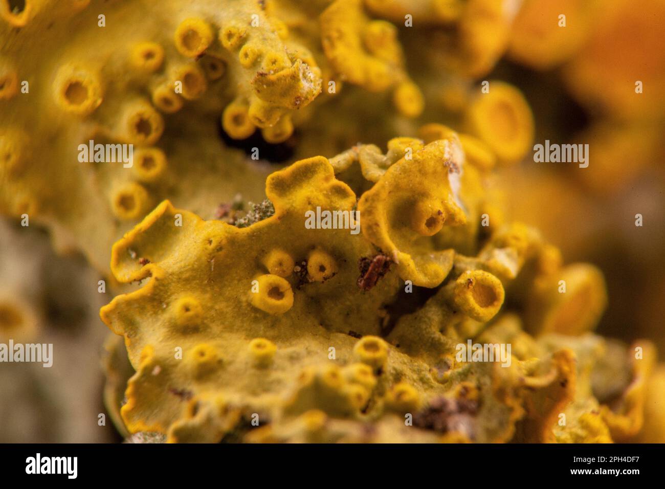 yellow lichen, a composite organism of algae or bacteria and fungi, in ...