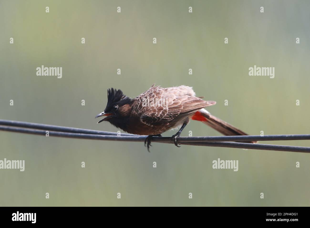 The bulbuls are members of a family, Pycnonotidae, of medium-sized ...