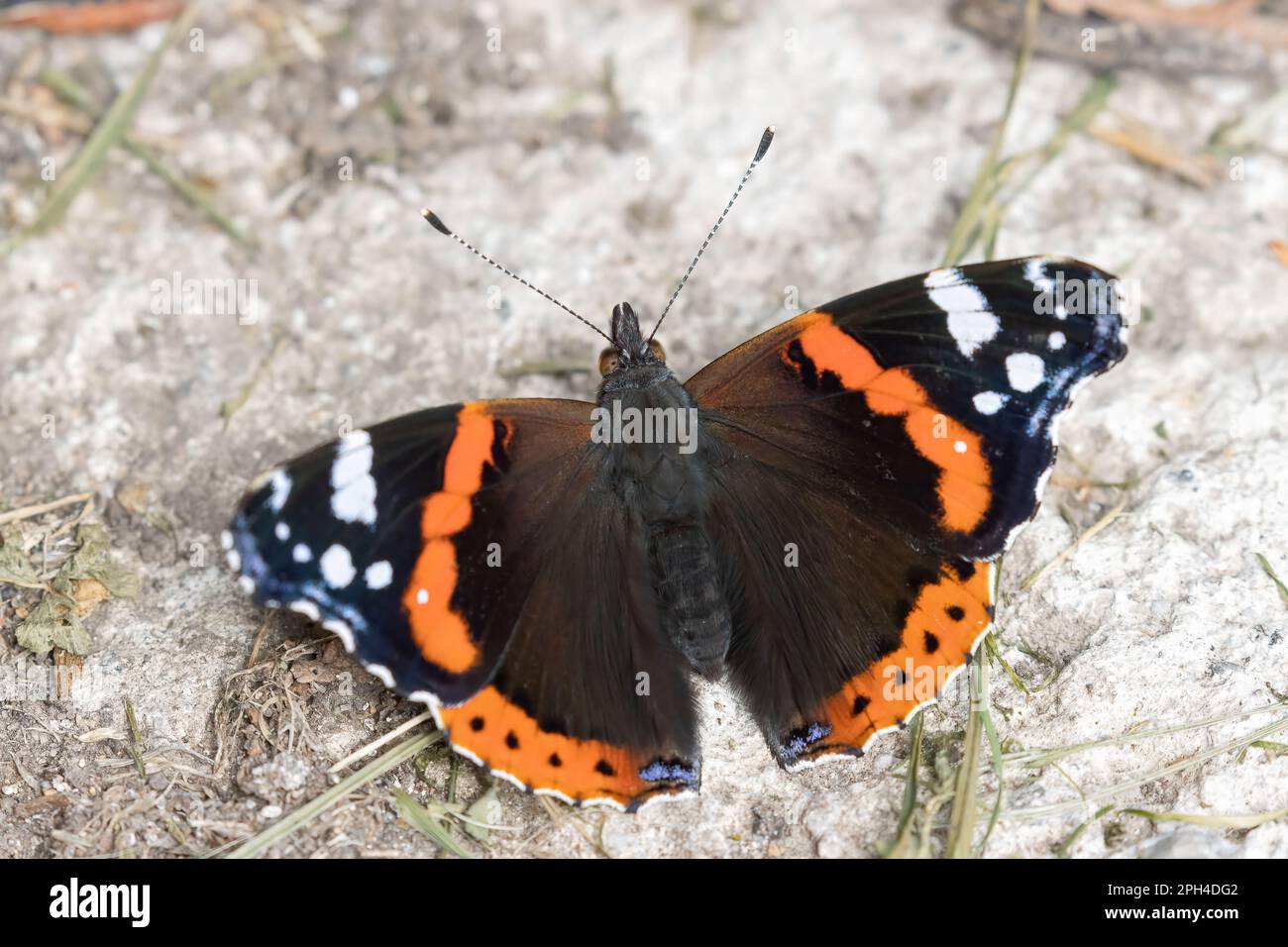 beautiful butterfly sits spreading its wings Stock Photo - Alamy