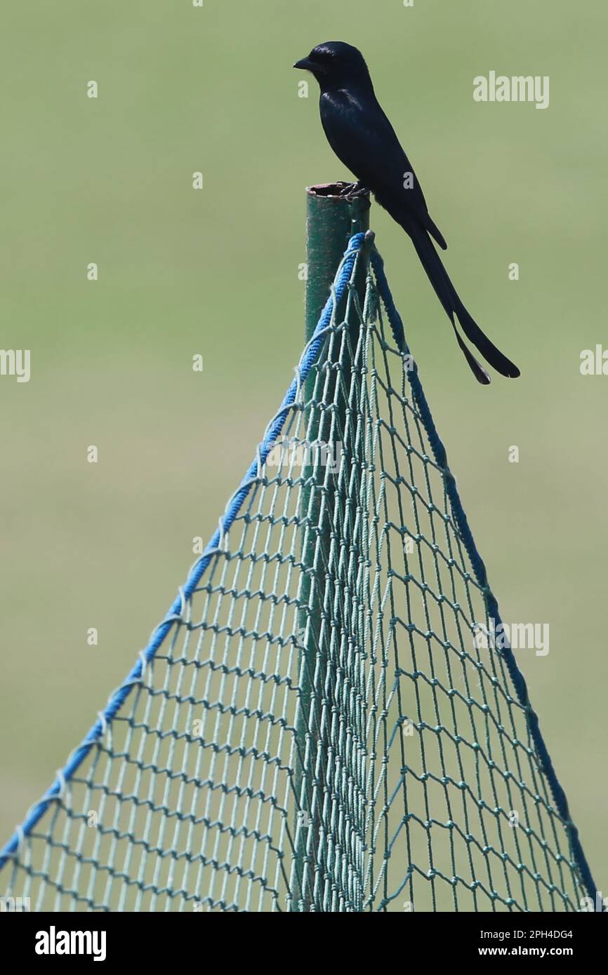 The drongos are a family, Dicruridae, of passerine birds of the Old ...