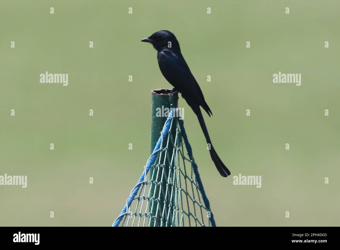 The drongos are a family, Dicruridae, of passerine birds of the Old ...