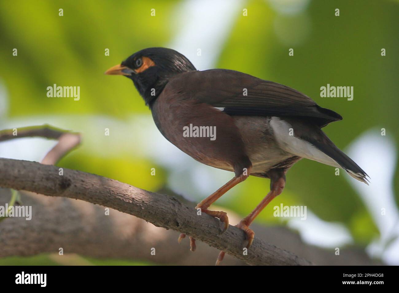 Drongo bird australia hi-res stock photography and images - Alamy