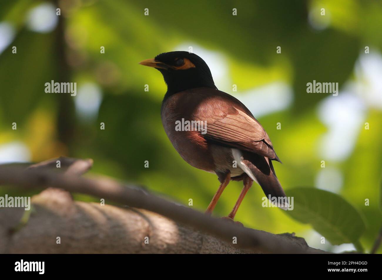 Indian mynah bird australia hi-res stock photography and images - Alamy