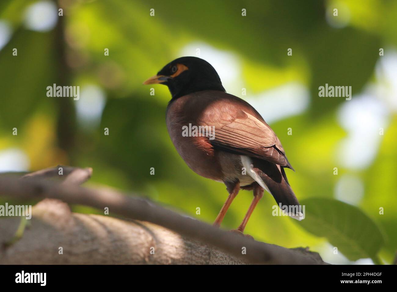 Drongo bird australia hi-res stock photography and images - Alamy