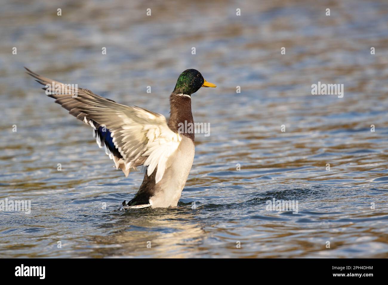 duck flapping its wings on the pond Stock Photo - Alamy