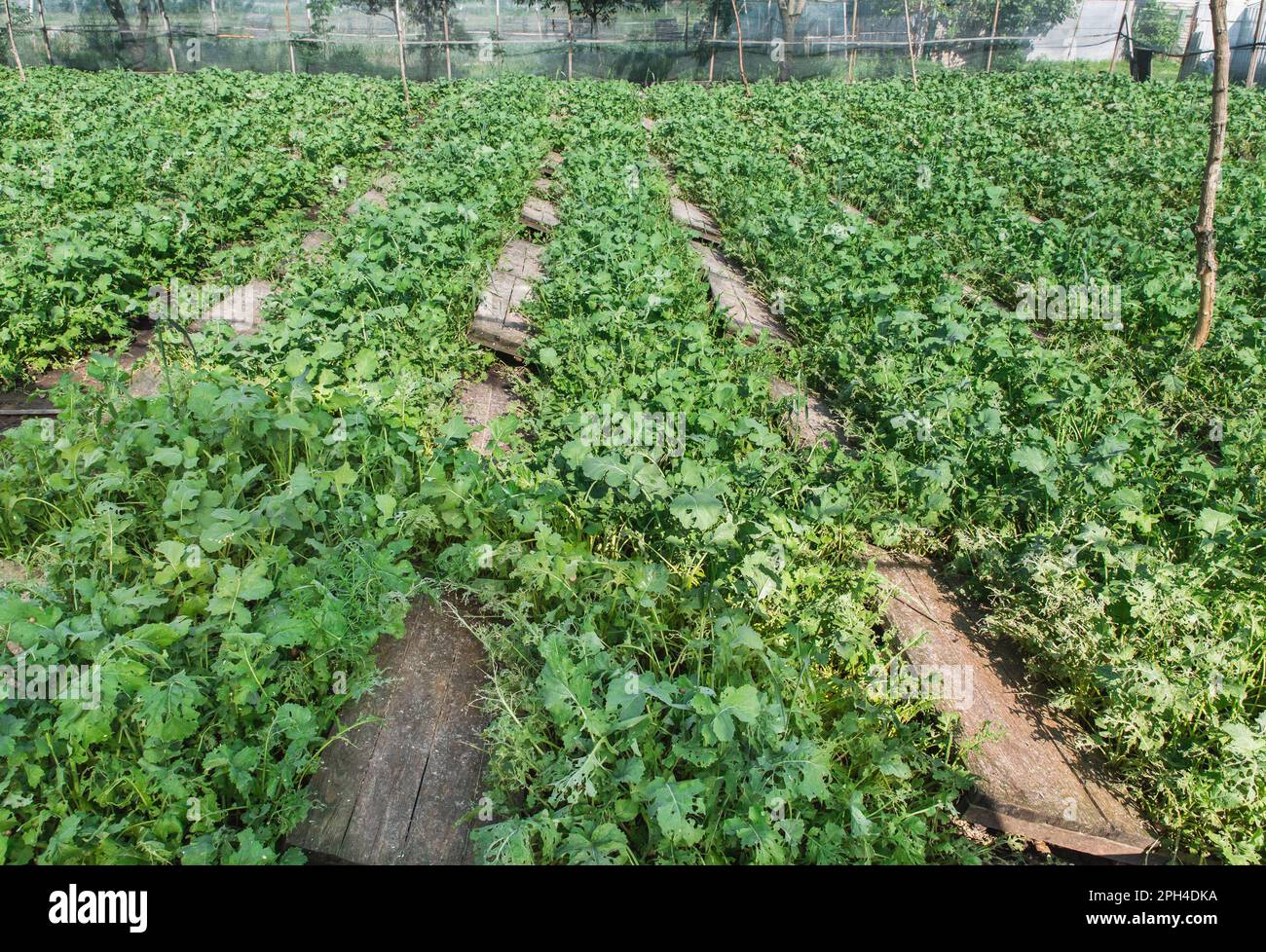 farm where snails are grown, mollusks hide under the boards Stock Photo ...