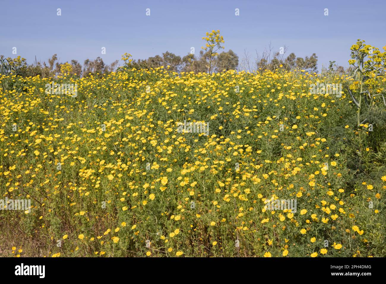 wild flowers abound on the remote dingli cliffs malta Stock Photo - Alamy