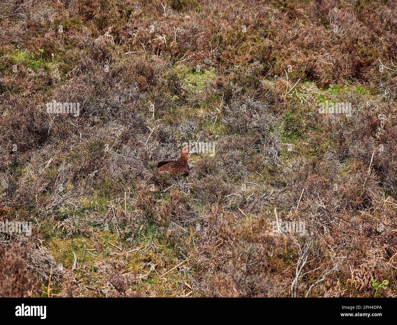 roe deer stag standing in the rough landscape of the scottish highlands ...