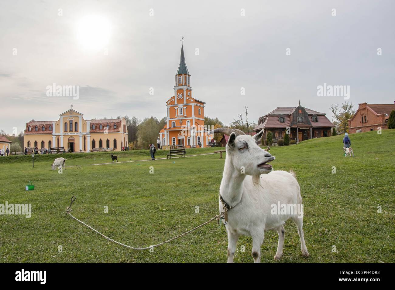 Old goat on meadow in hi-res stock photography and images - Alamy