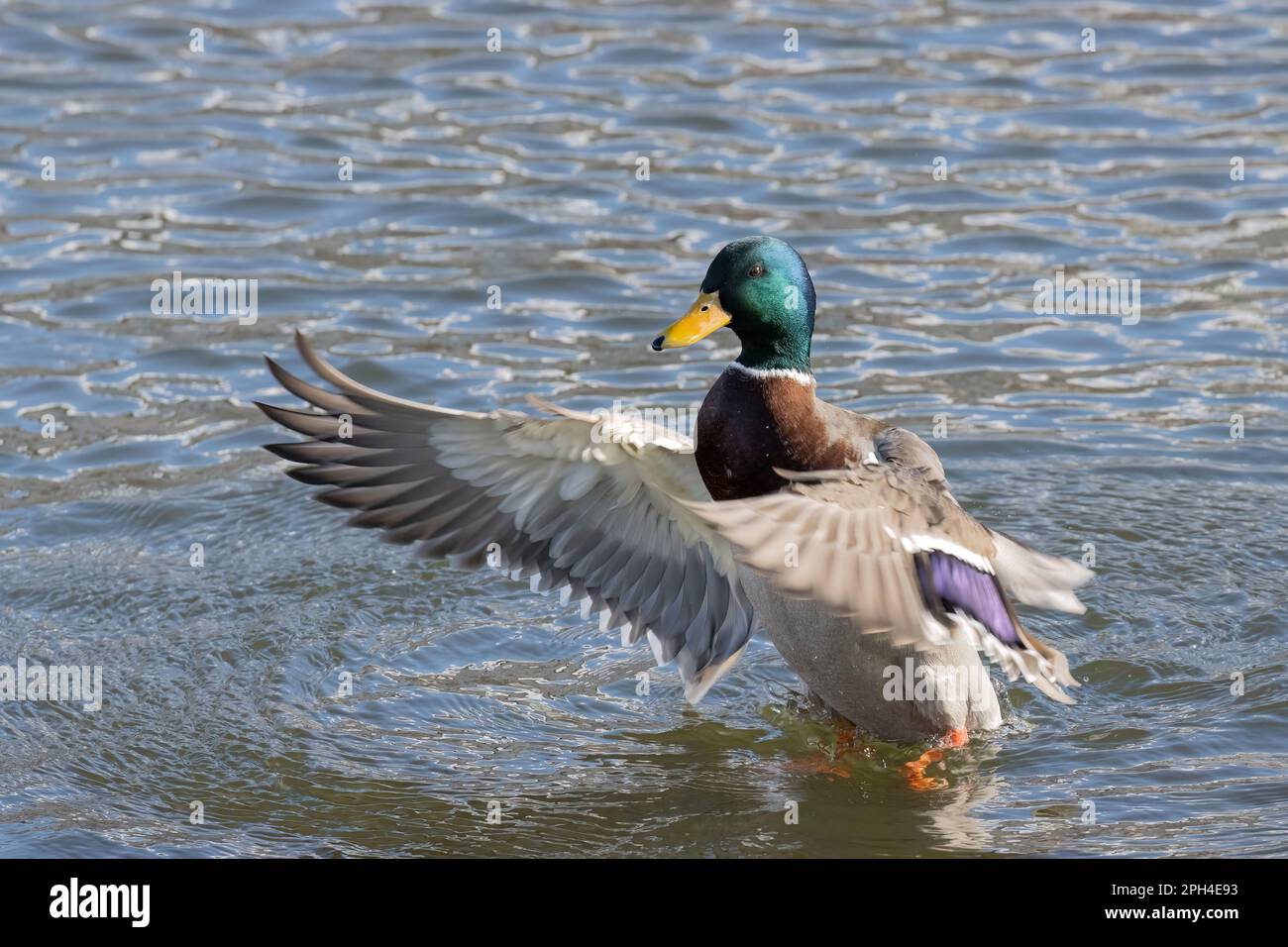 duck flapping its wings on the water Stock Photo - Alamy