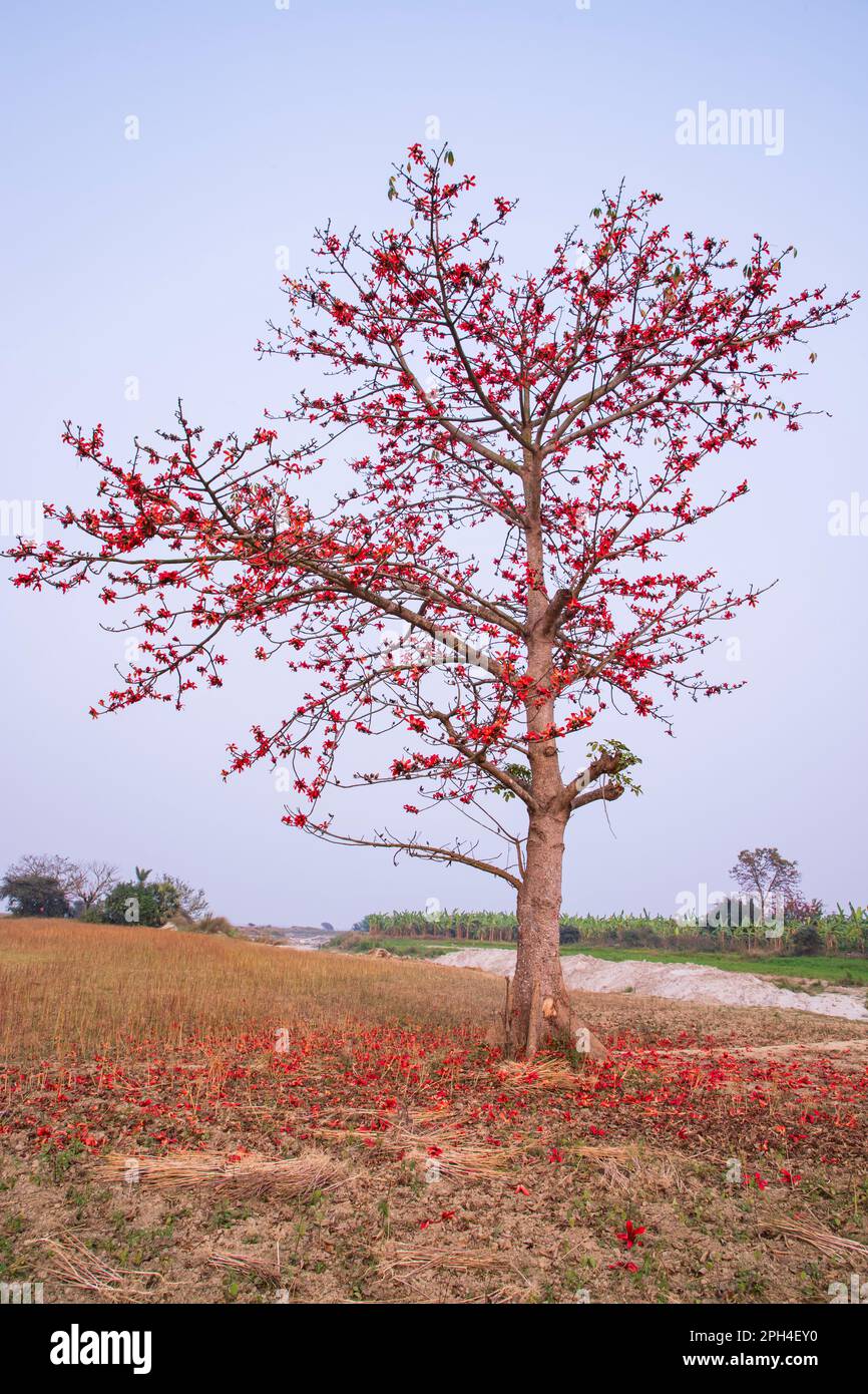 Bombax ceiba tree with red blossom flowers in the field under the blue ...