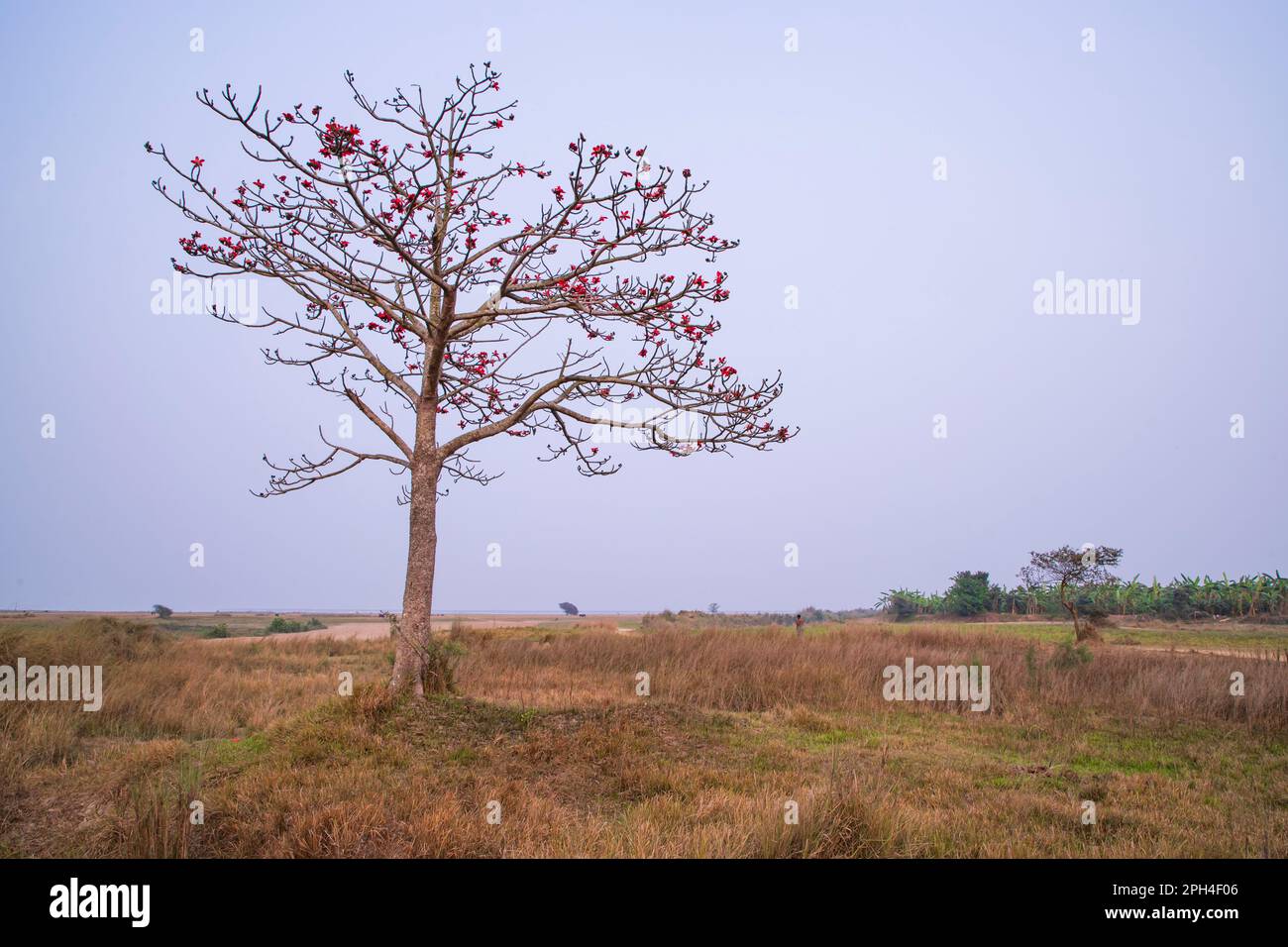 Bombax ceiba tree with red blossom flowers in the field under the blue ...