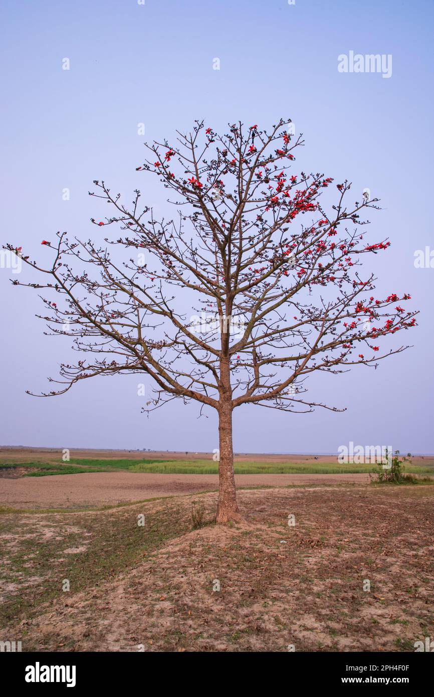 Bombax ceiba tree with red blossom flowers in the field under the blue ...