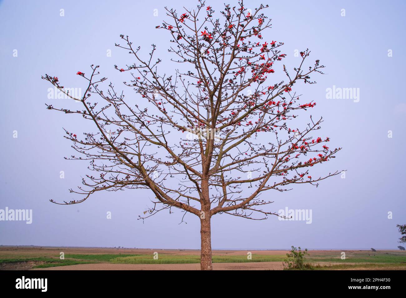 Bombax ceiba tree with red blossom flowers in the field under the blue ...