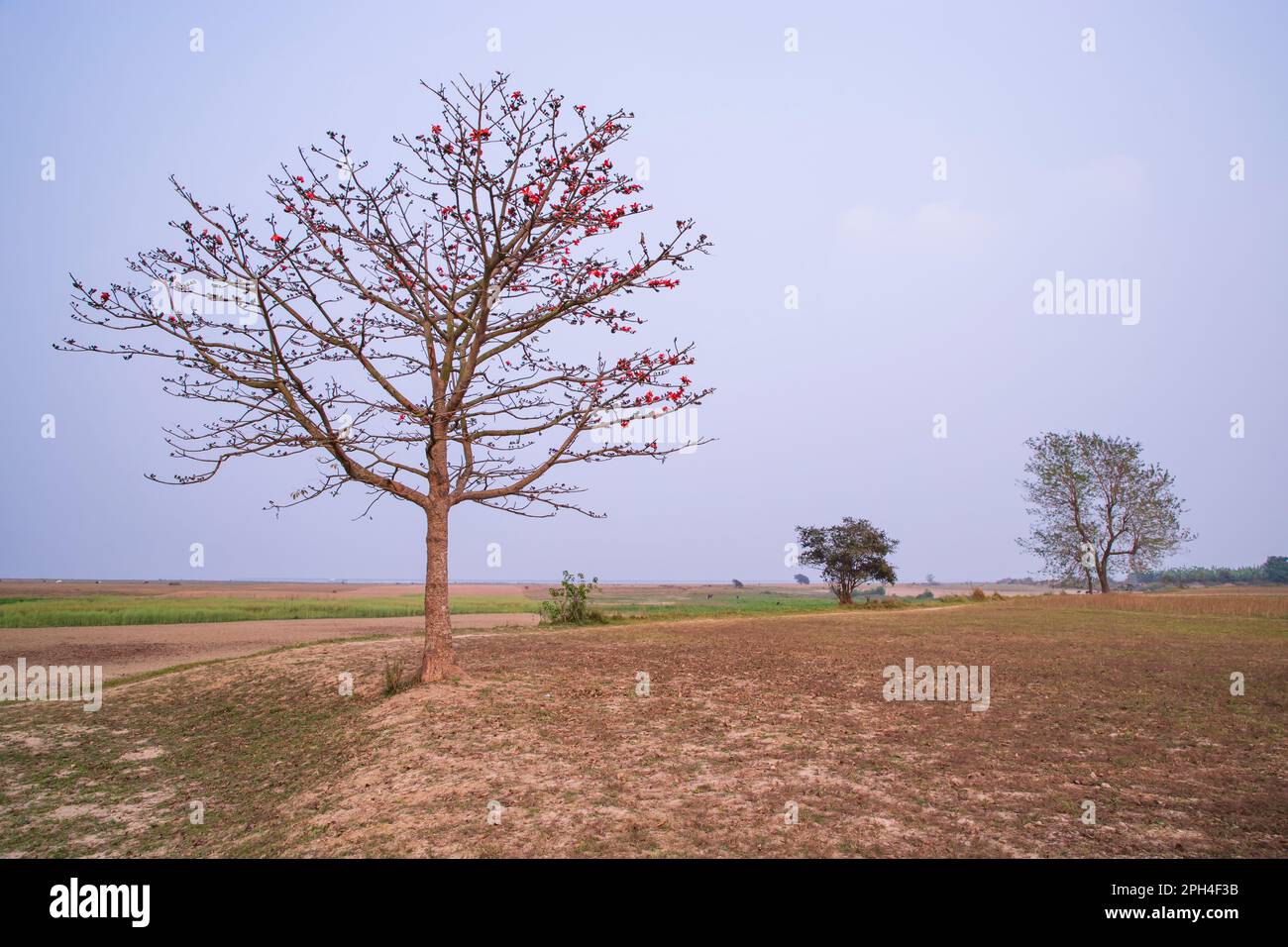 Bombax ceiba tree with red blossom flowers in the field under the blue ...