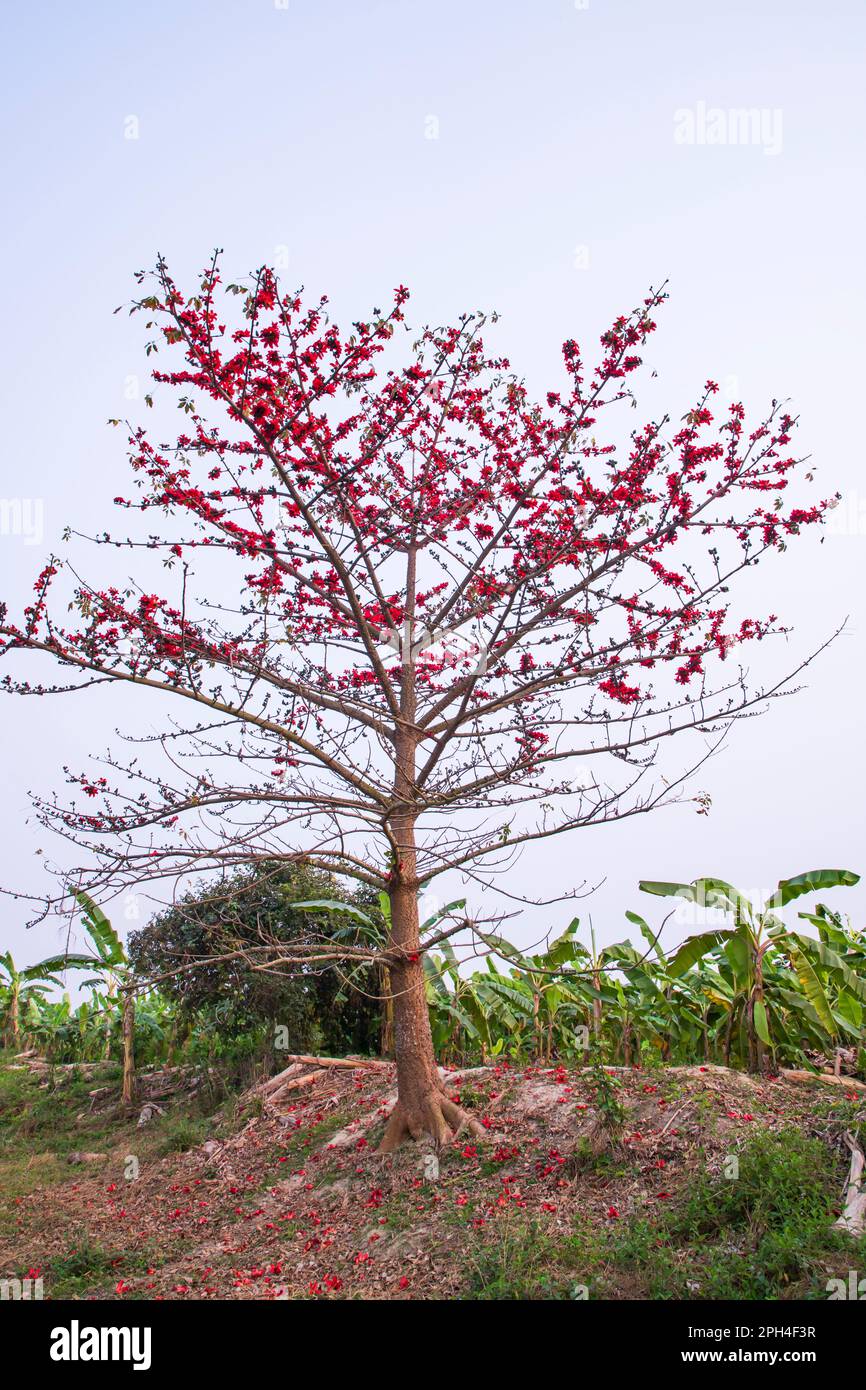 Bombax ceiba tree hi-res stock photography and images - Alamy