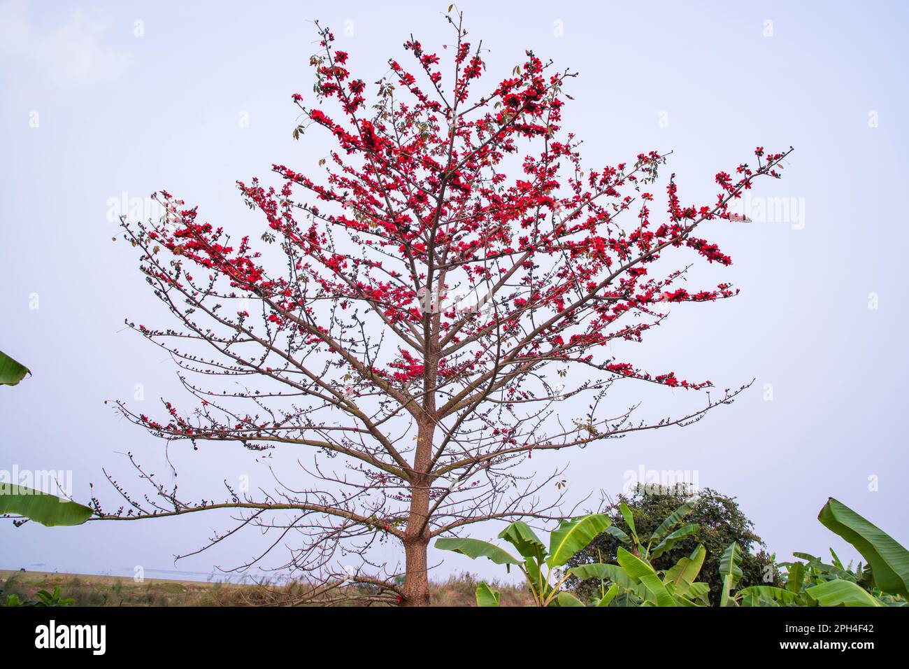 Bombax ceiba tree with red blossom flowers in the field under the blue ...