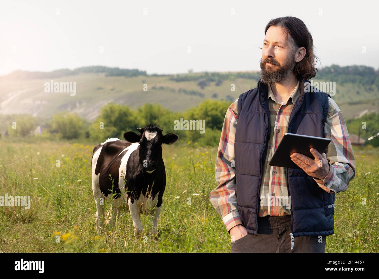 Farmer with tablet computer inspects cows in the pasture. Herd ...