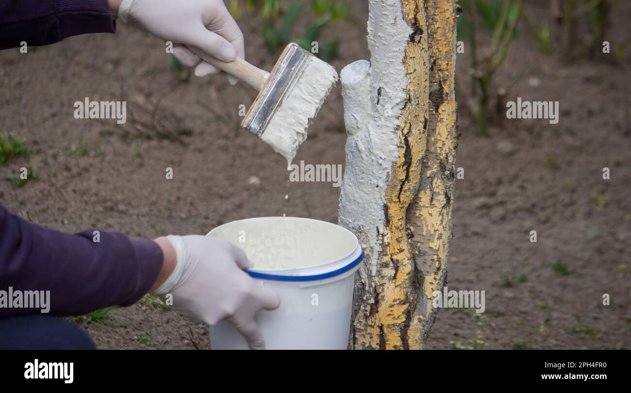 a male farmer covers a tree trunk with protective white paint against ...