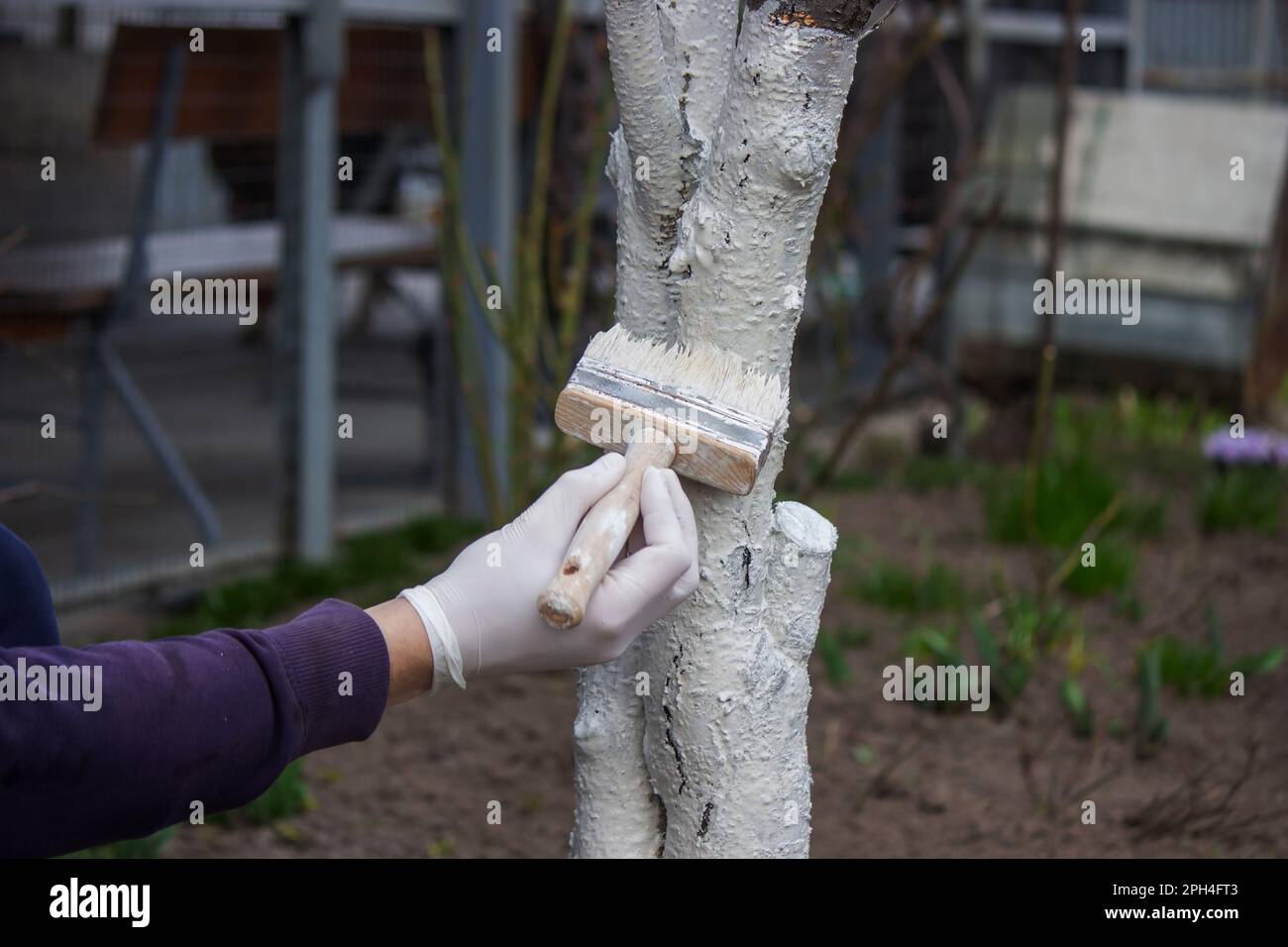 a male farmer covers a tree trunk with protective white paint against ...