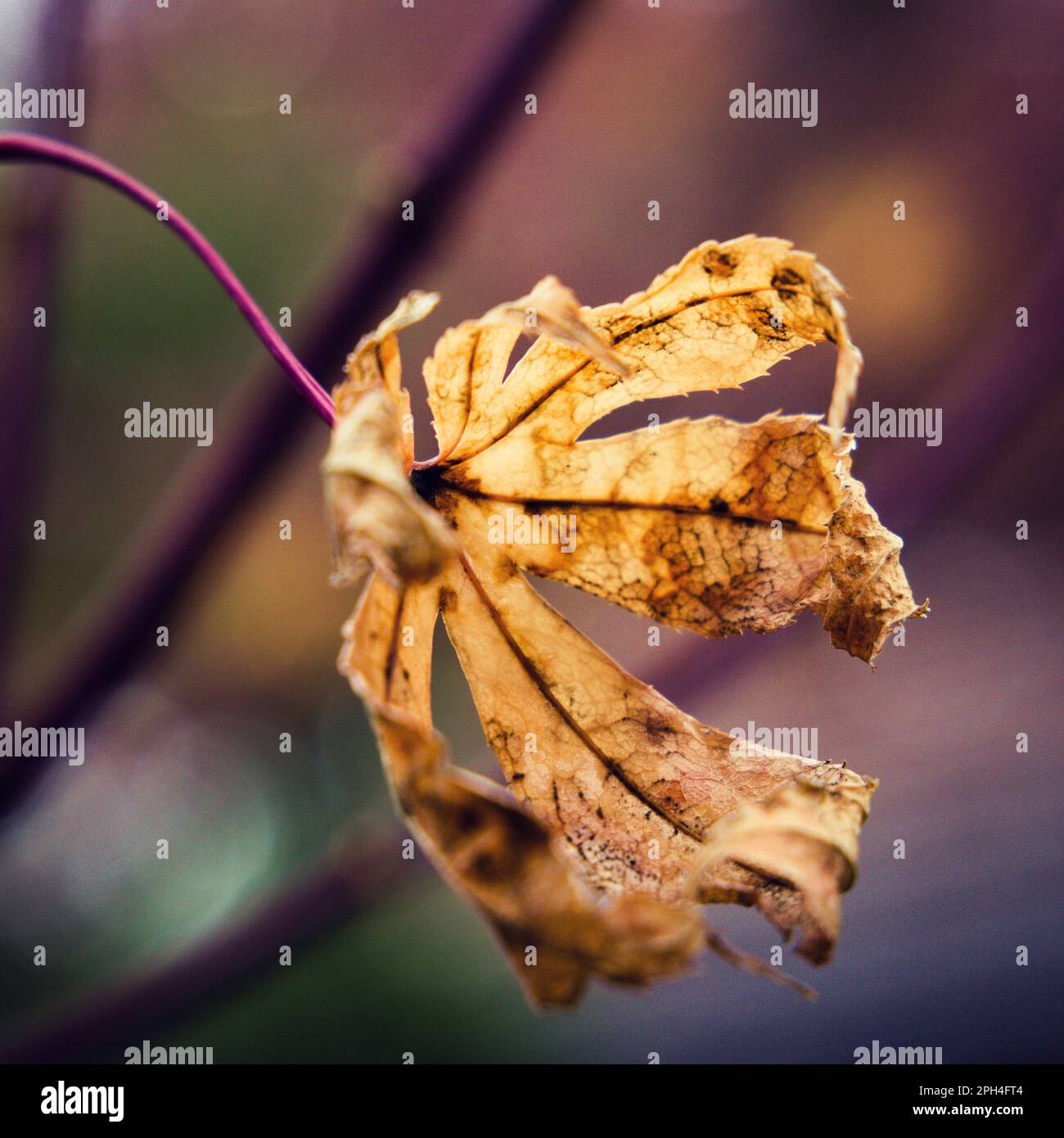 Browning edges hi-res stock photography and images - Alamy