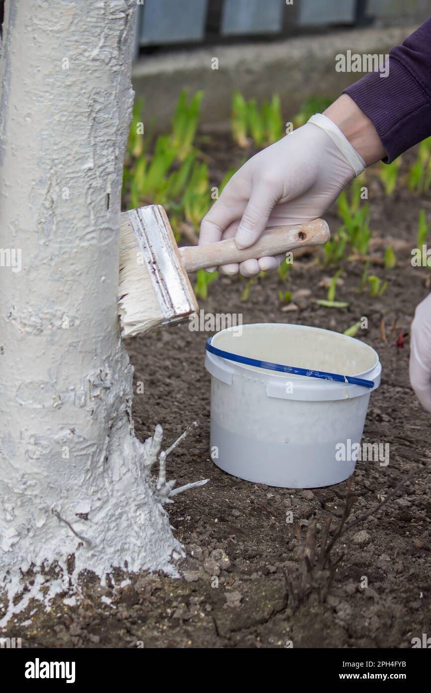 a male farmer covers a tree trunk with protective white paint against ...